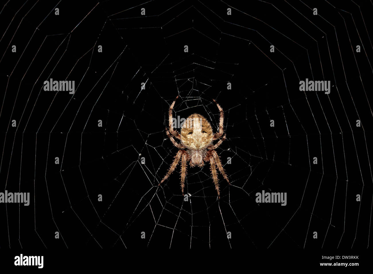 Spider arachnida hi-res stock photography and images - Alamy