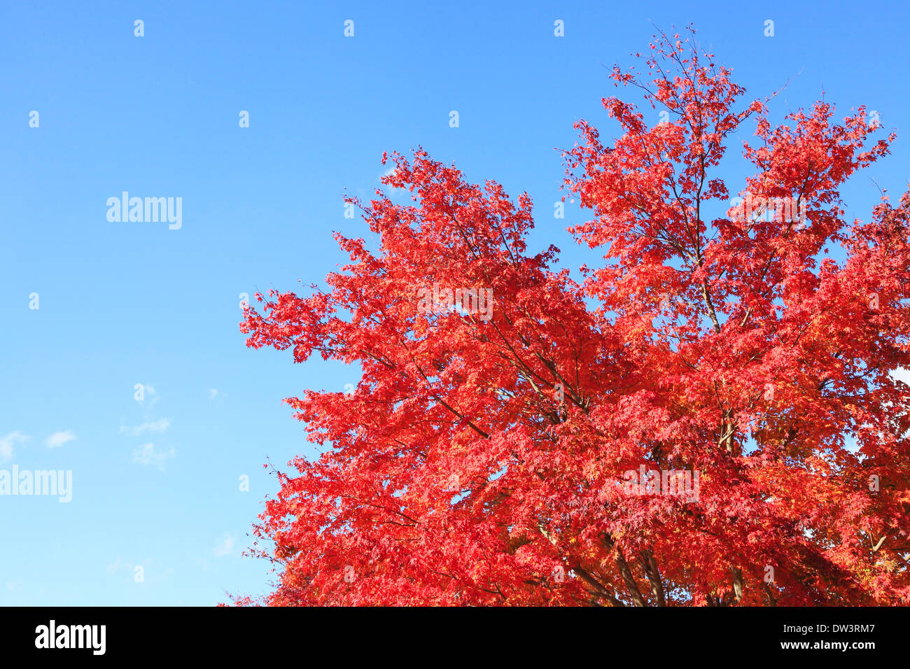 Maple trees and sky Stock Photo - Alamy