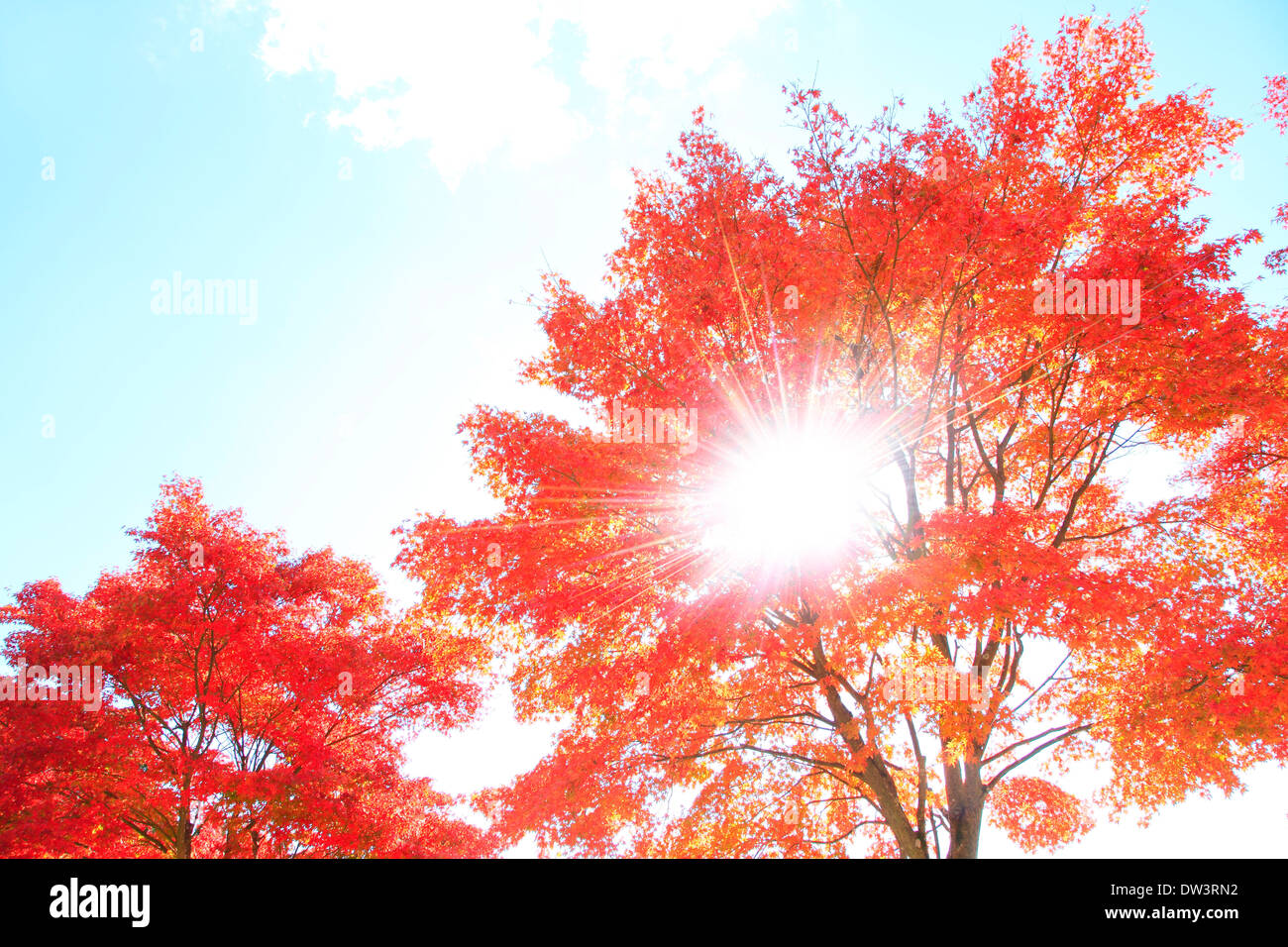 Maple trees and sky Stock Photo - Alamy