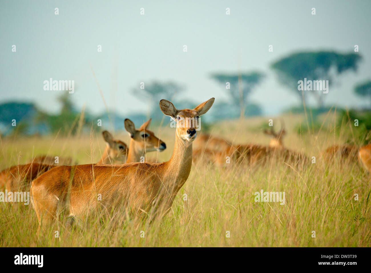 Ugandan kobs waterbok kob outdoor outside outdoors day daylight daytime ...