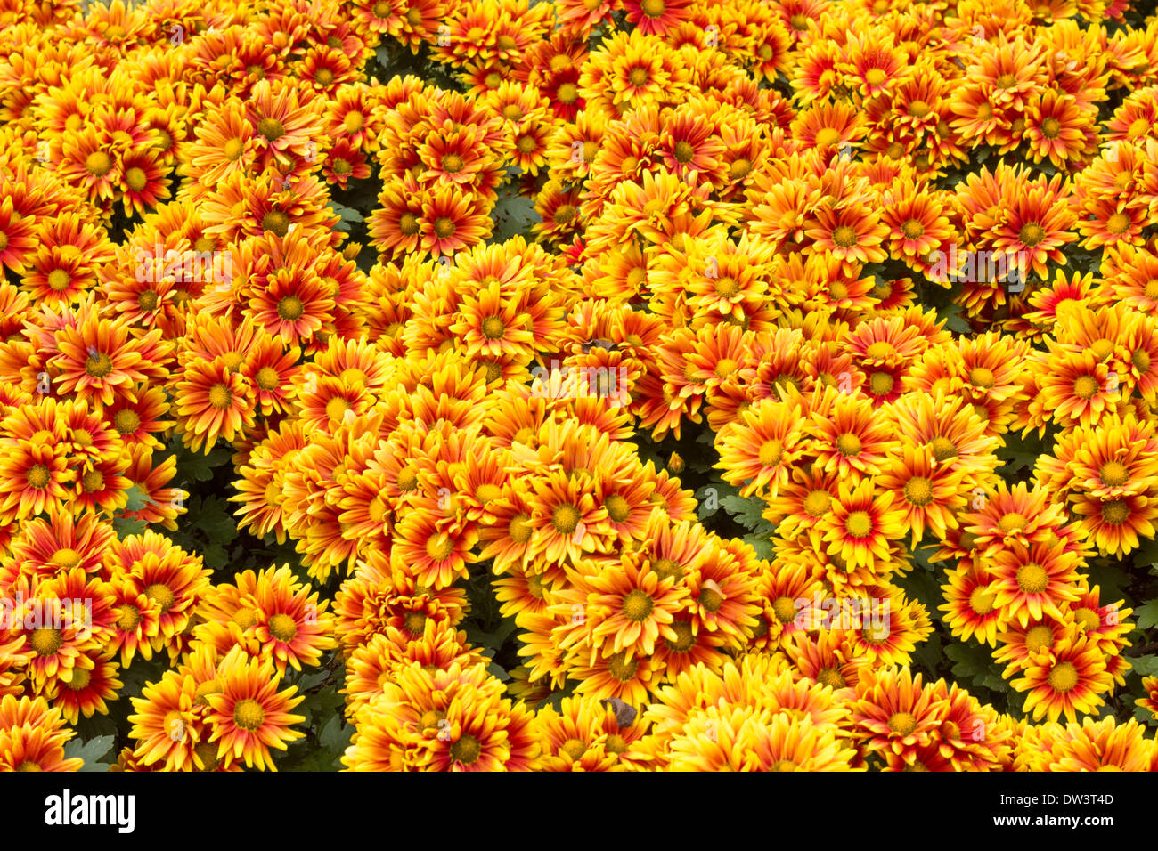 yellow flowers in a garden Stock Photo - Alamy