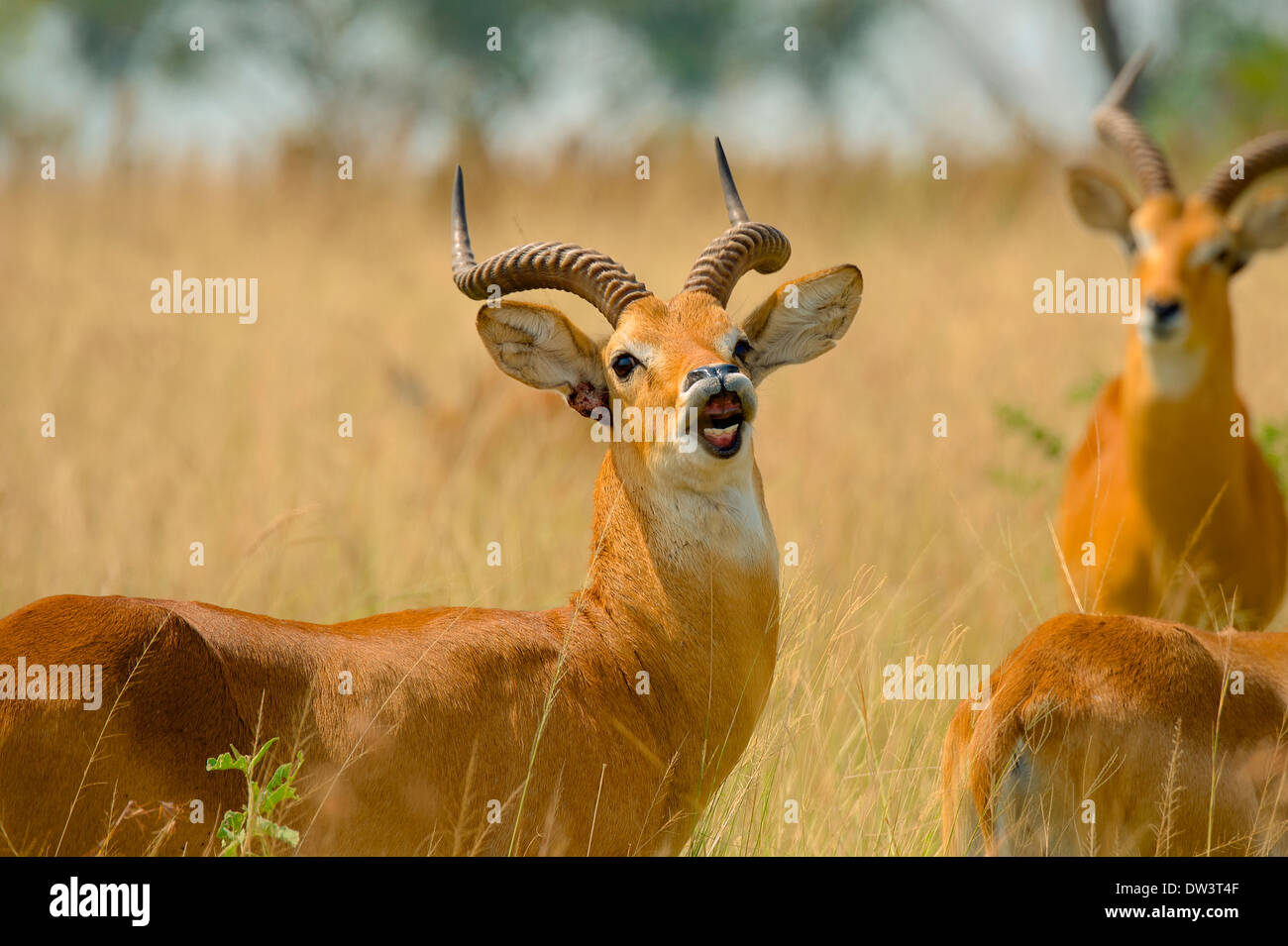 Ugandan kobs waterbok kob outdoor outside outdoors day daylight daytime ...