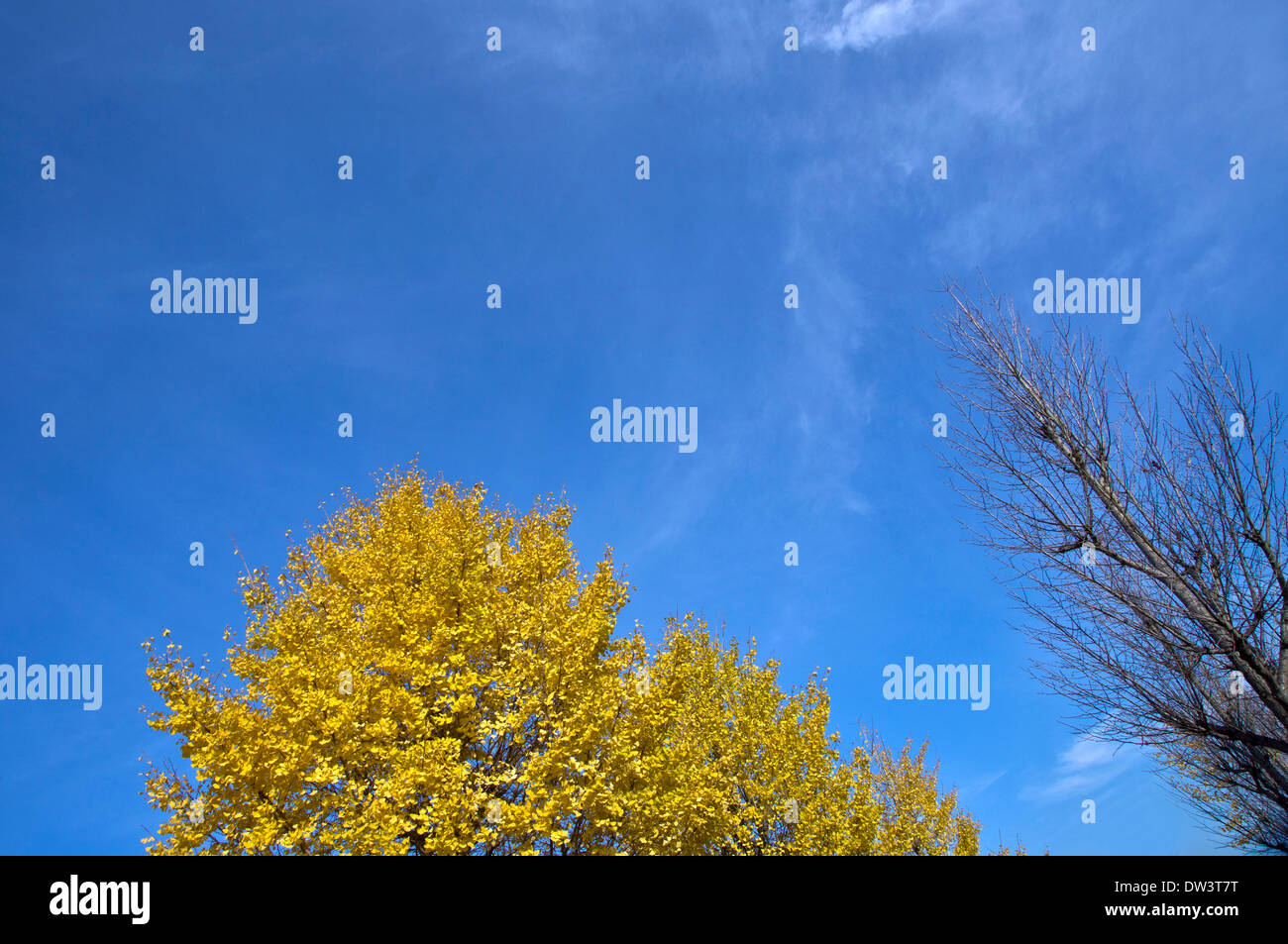 Trees and sky Stock Photo - Alamy