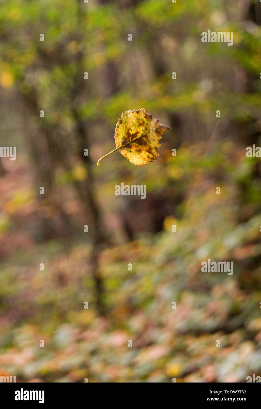 Beech leaf hi-res stock photography and images - Alamy