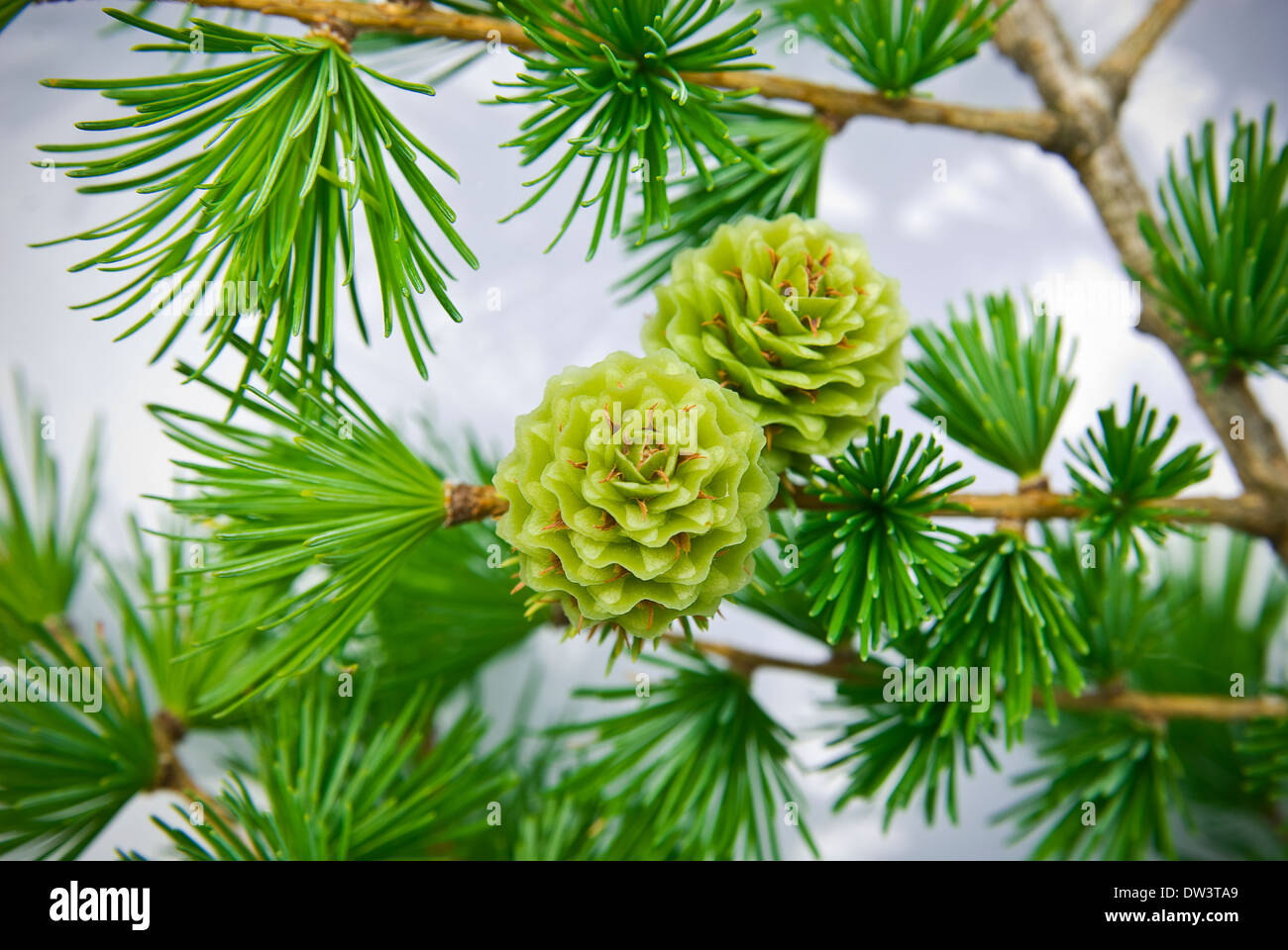 Larch Tree Cone High Resolution Stock Photography and Images - Alamy