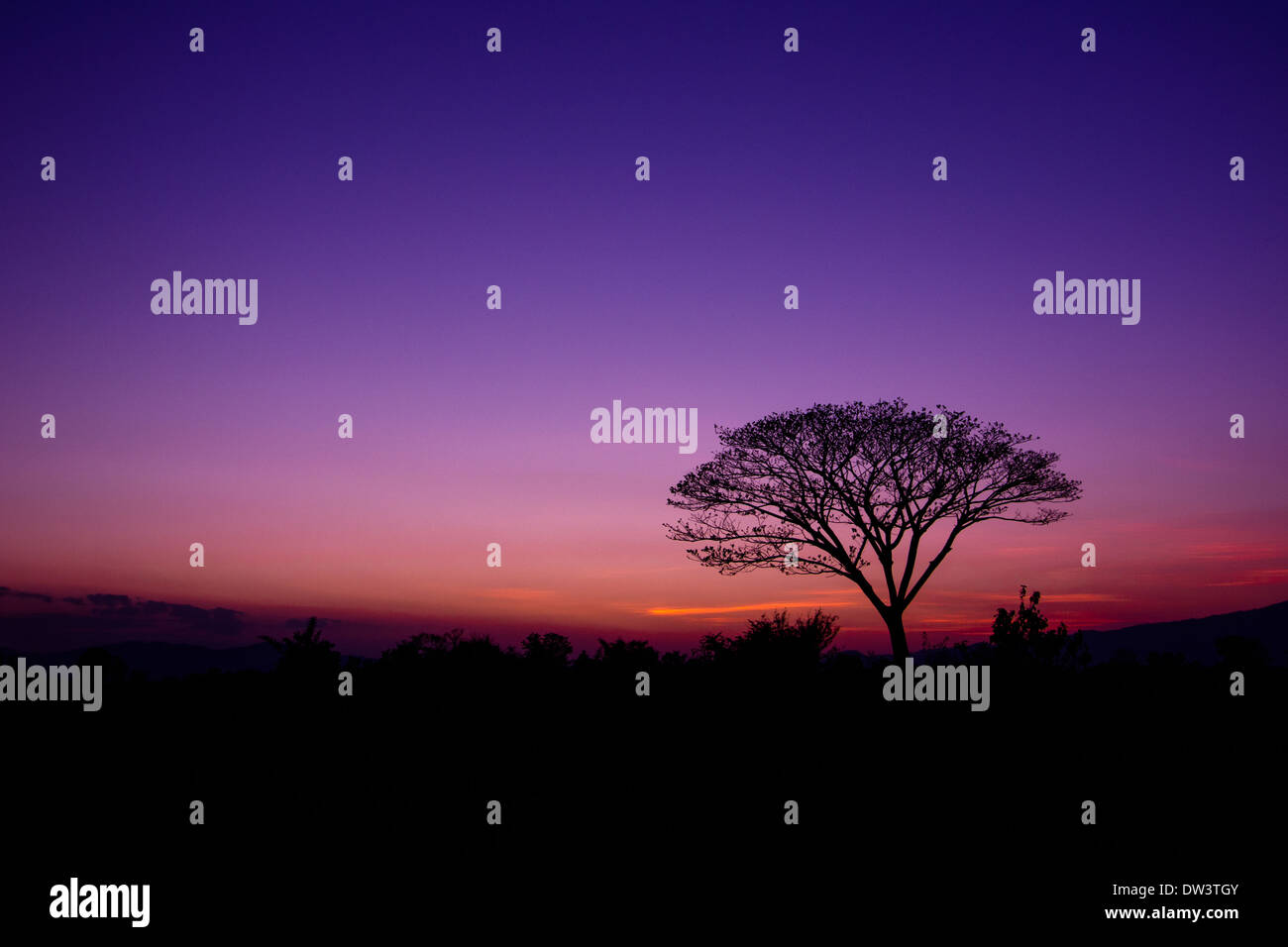 tree in silhouette style with color shade sky in the evening before ...