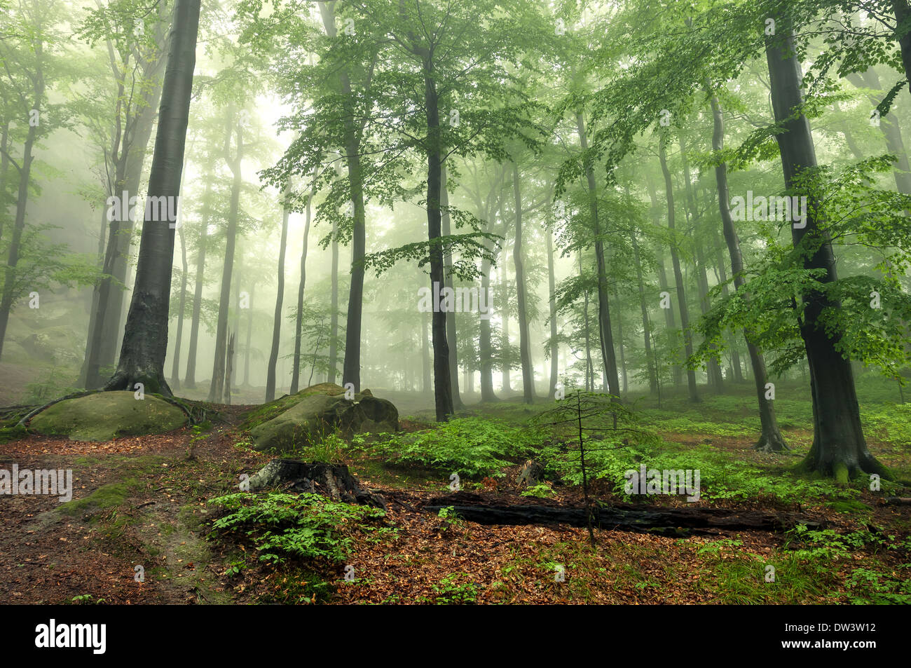 Outdoor forest slope hi-res stock photography and images - Alamy