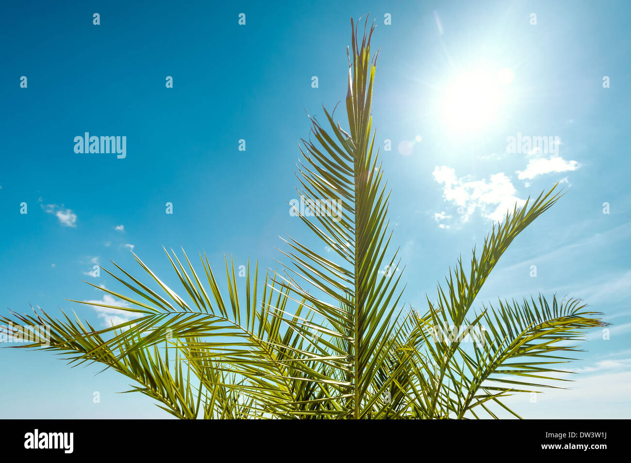 Sun sunshine palm tree hi-res stock photography and images - Alamy