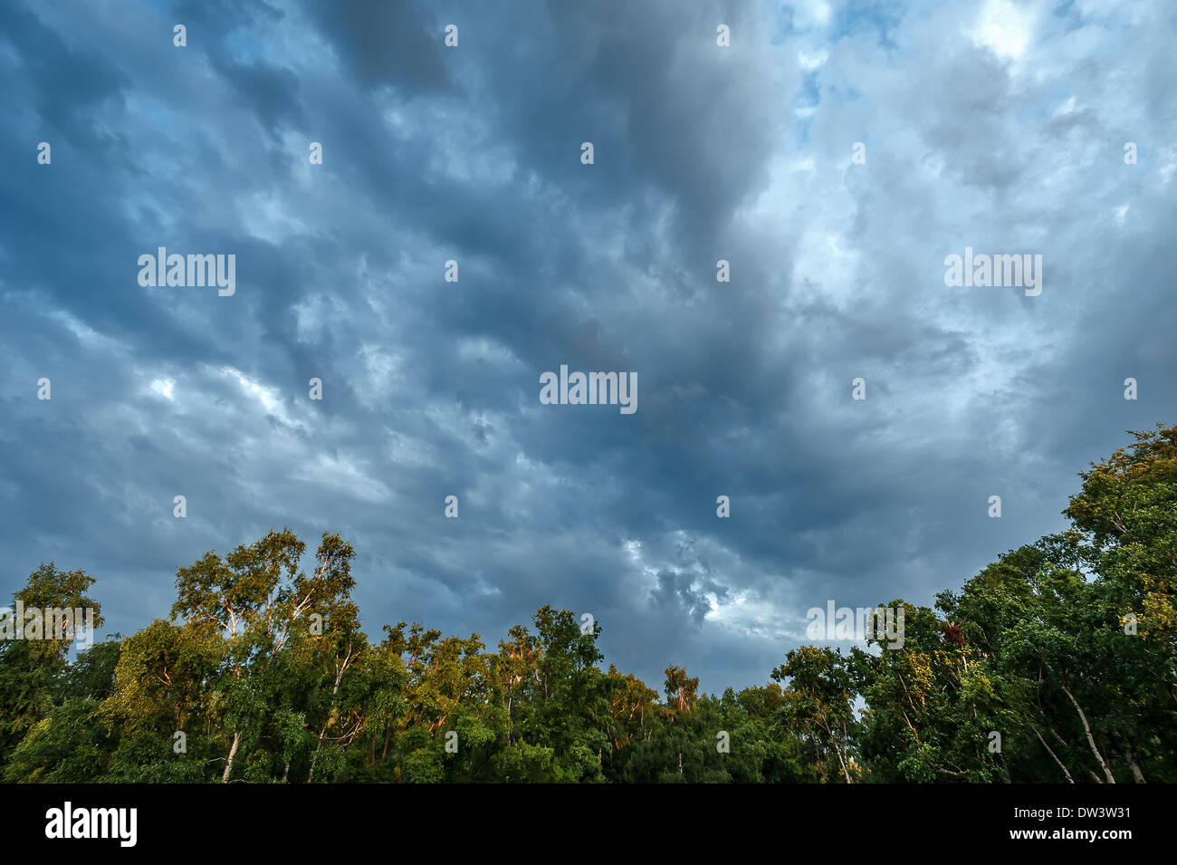 Evening sky. Trees Stock Photo - Alamy