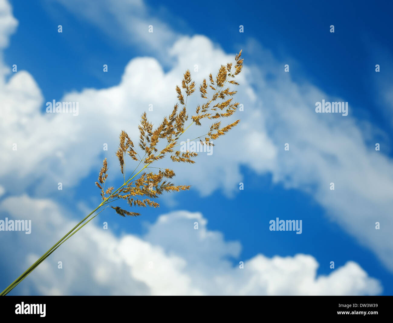 Ear of a corn hi-res stock photography and images - Alamy