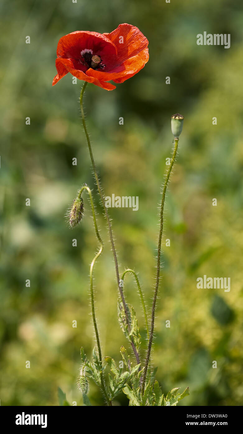 One poppy in grass hi-res stock photography and images - Alamy