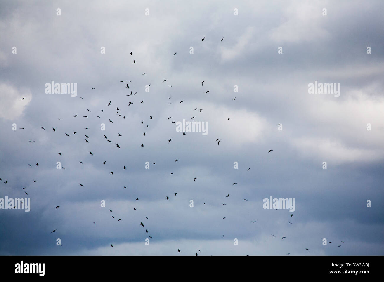 Flying rooks hi-res stock photography and images - Alamy