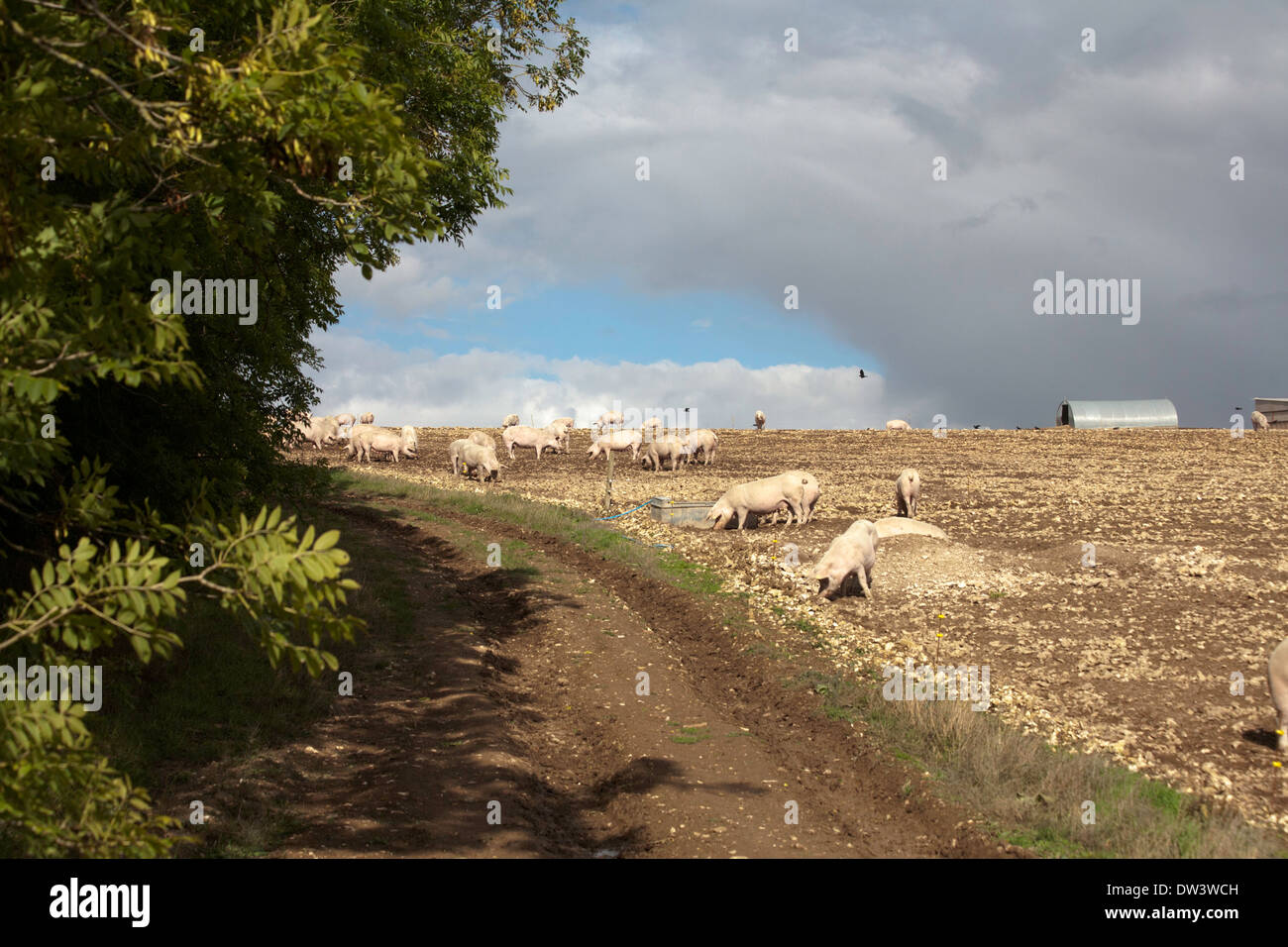 Rearing pigs hi-res stock photography and images - Alamy