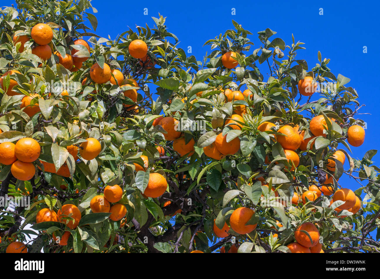 Oranges growing on a tree within the old town of Faro, Portugal, Europe ...