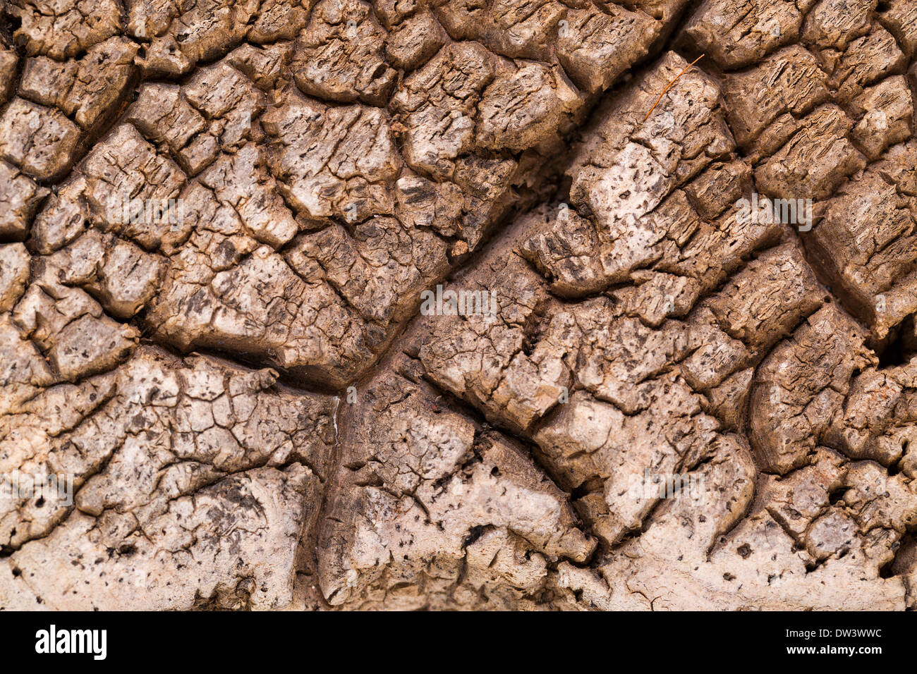 Dry tree texture hi-res stock photography and images - Alamy