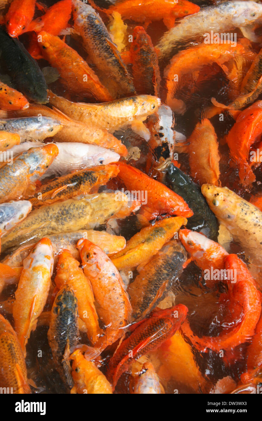 Carp feeding frenzy hi-res stock photography and images - Alamy