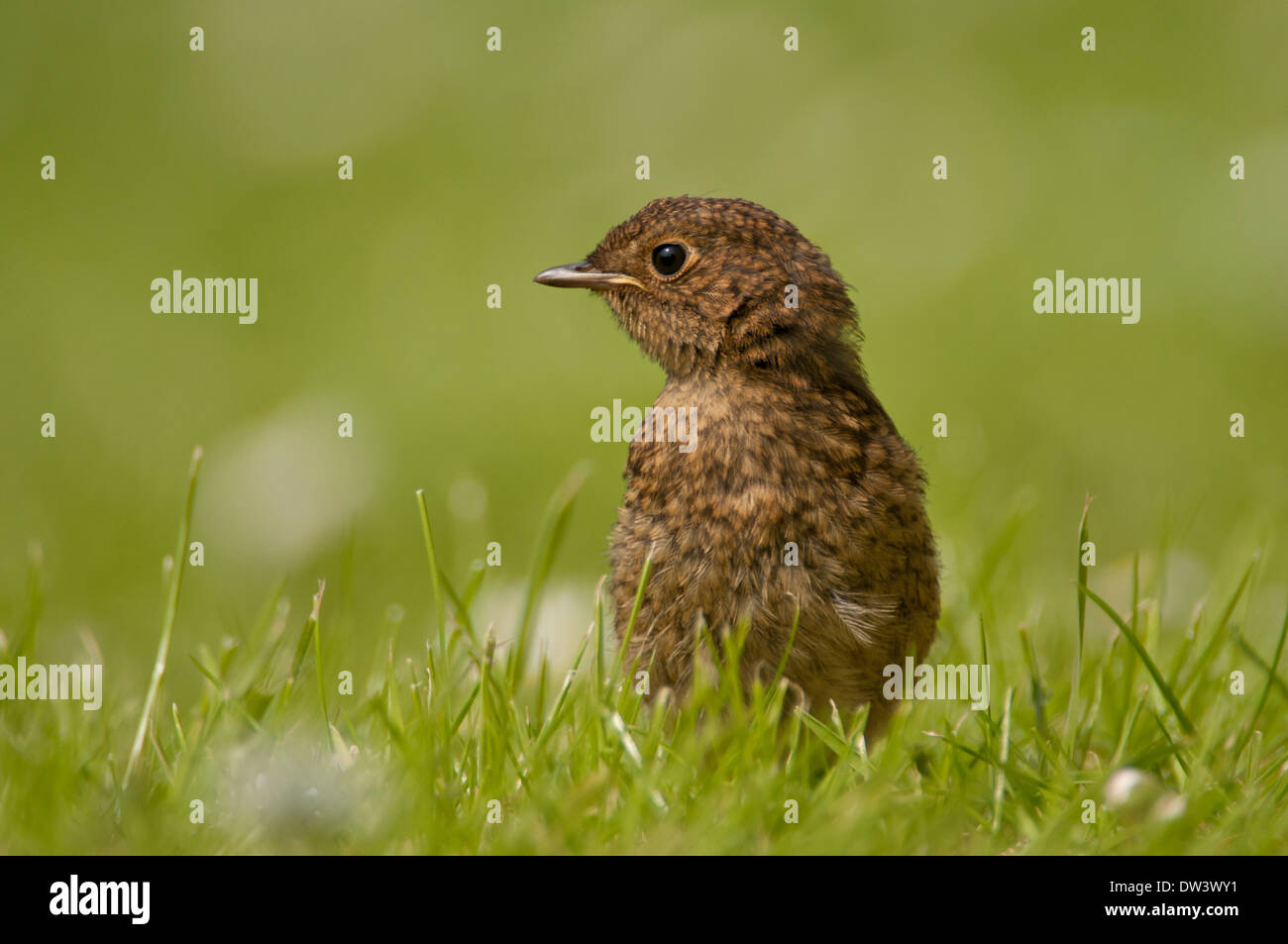 Juvenile robin uk hi-res stock photography and images - Alamy