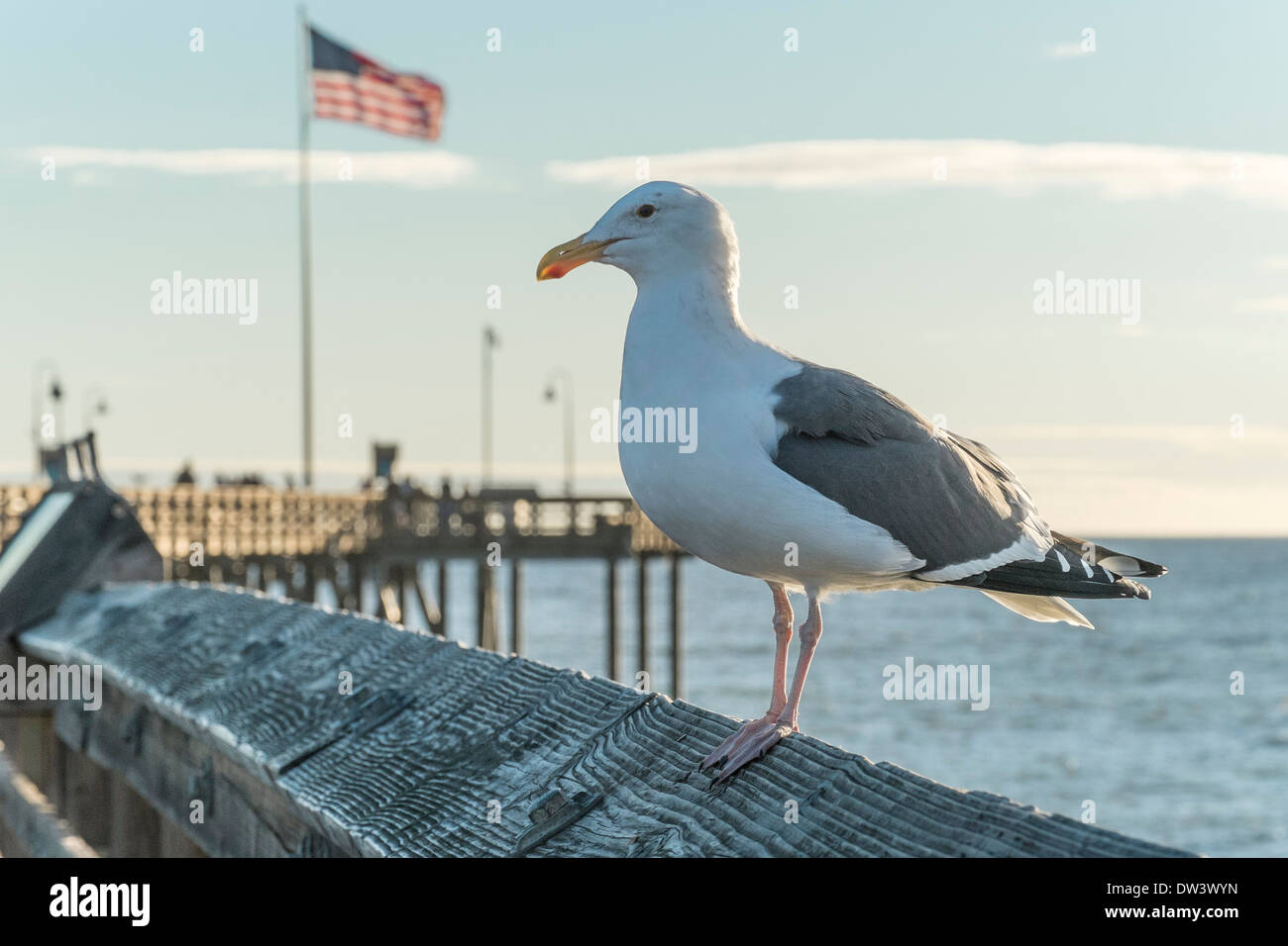 United States, California, Ventura, pier, seagull, USA flag Stock Photo ...