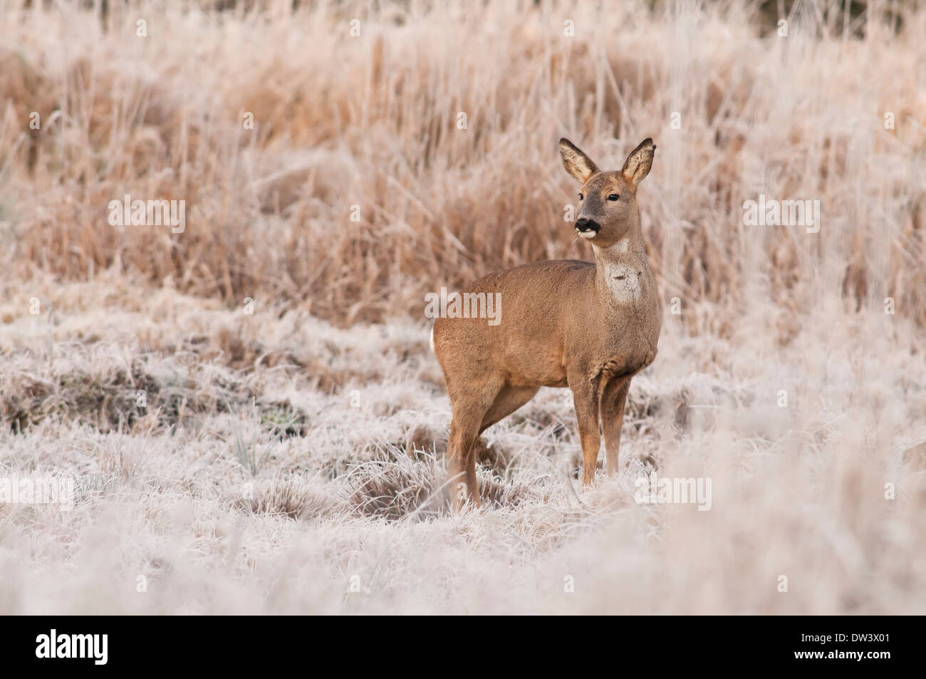 Roe doe deer frost uk hi-res stock photography and images - Alamy