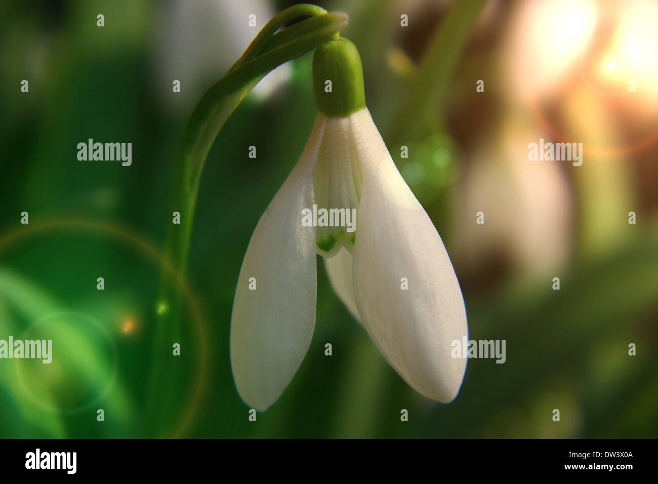 Spring snowdrop flowers Stock Photo - Alamy