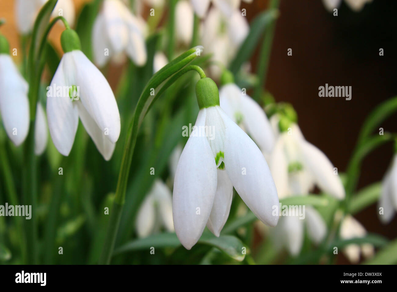 Spring snowdrop flowers Stock Photo - Alamy