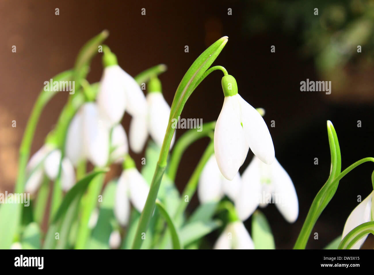 Snowdrops spring flowers close hi-res stock photography and images - Alamy