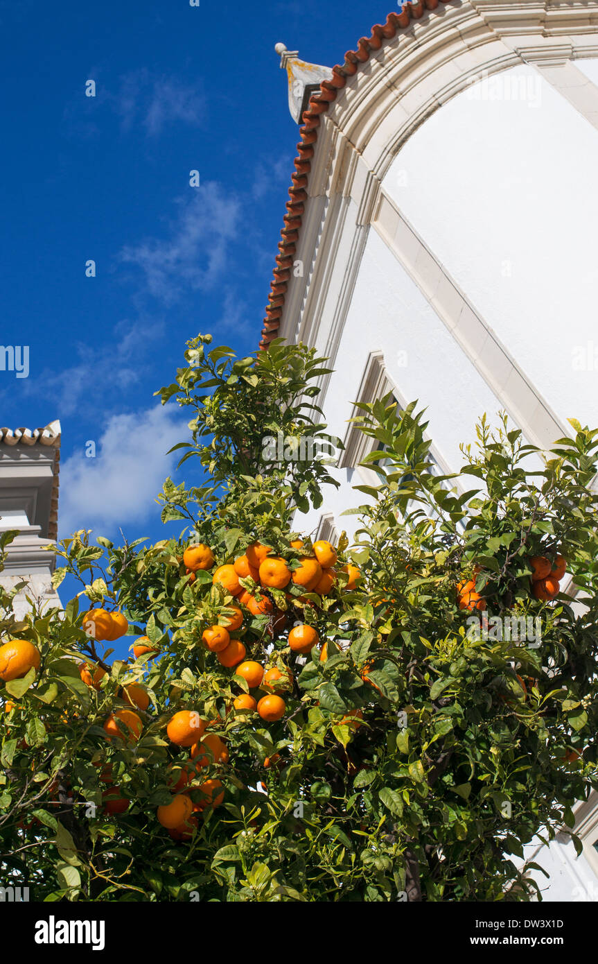 Orange tree and building detail Faro old town, Algarve, Portugal ...