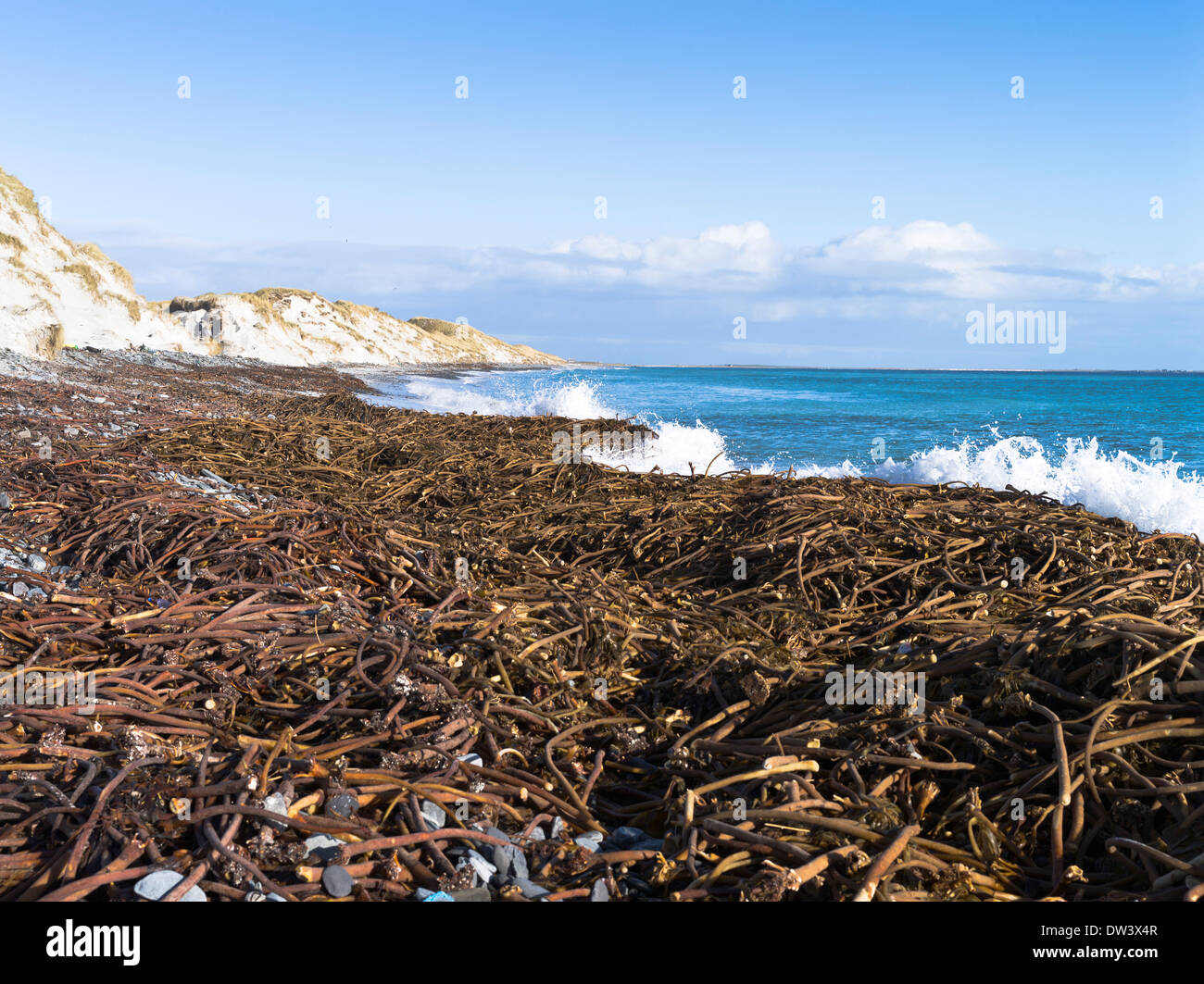Kelp hi-res stock photography and images - Alamy