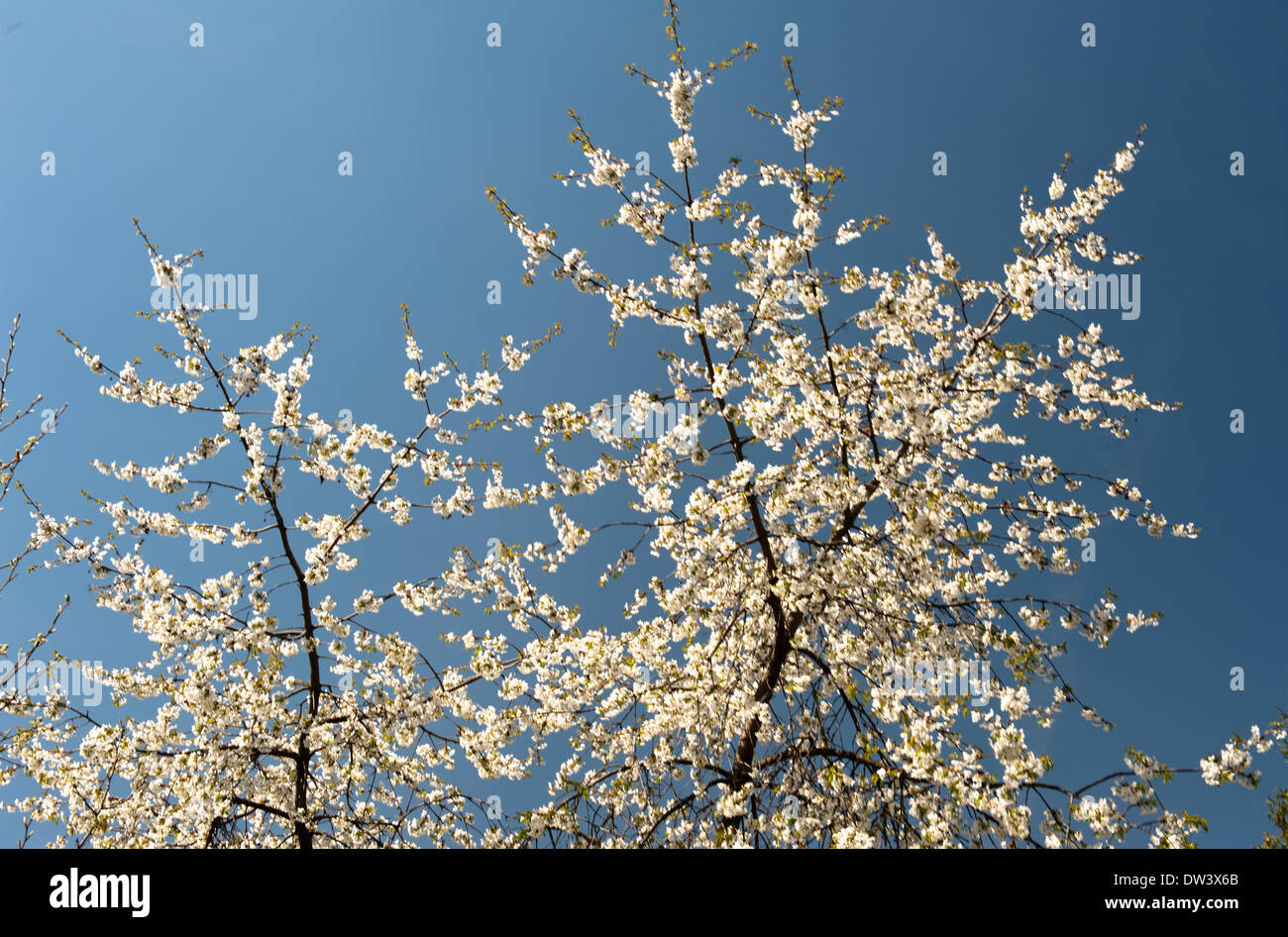 Cherry tree blooming Stock Photo - Alamy