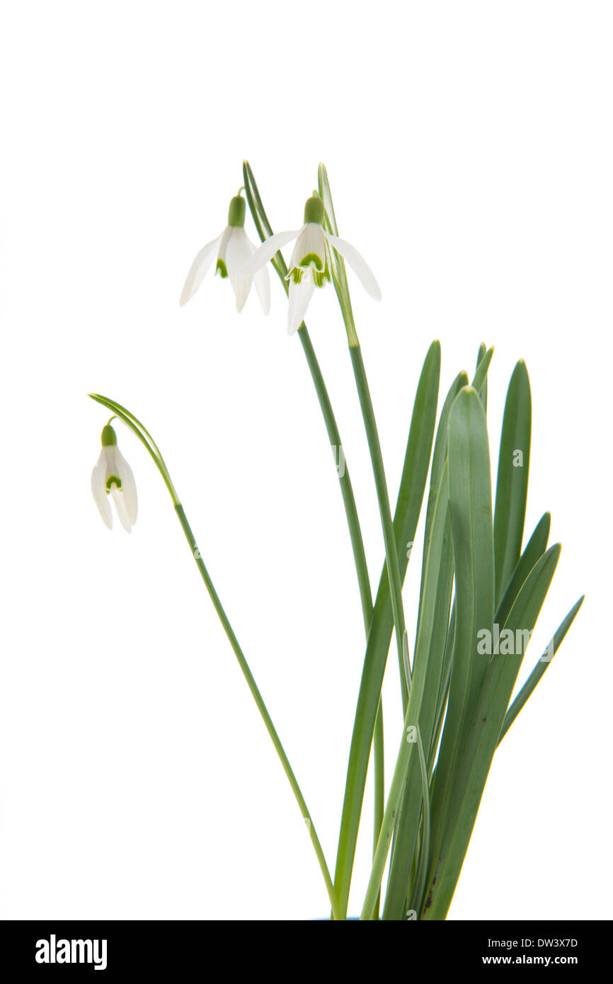 Common snowdrops isolated over white background Stock Photo - Alamy