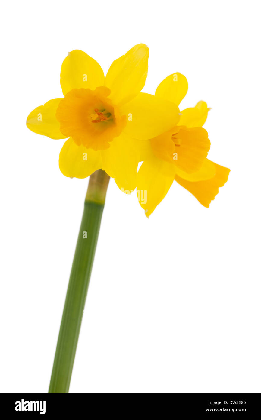 Single yellow daffodil isolated over white background Stock Photo - Alamy