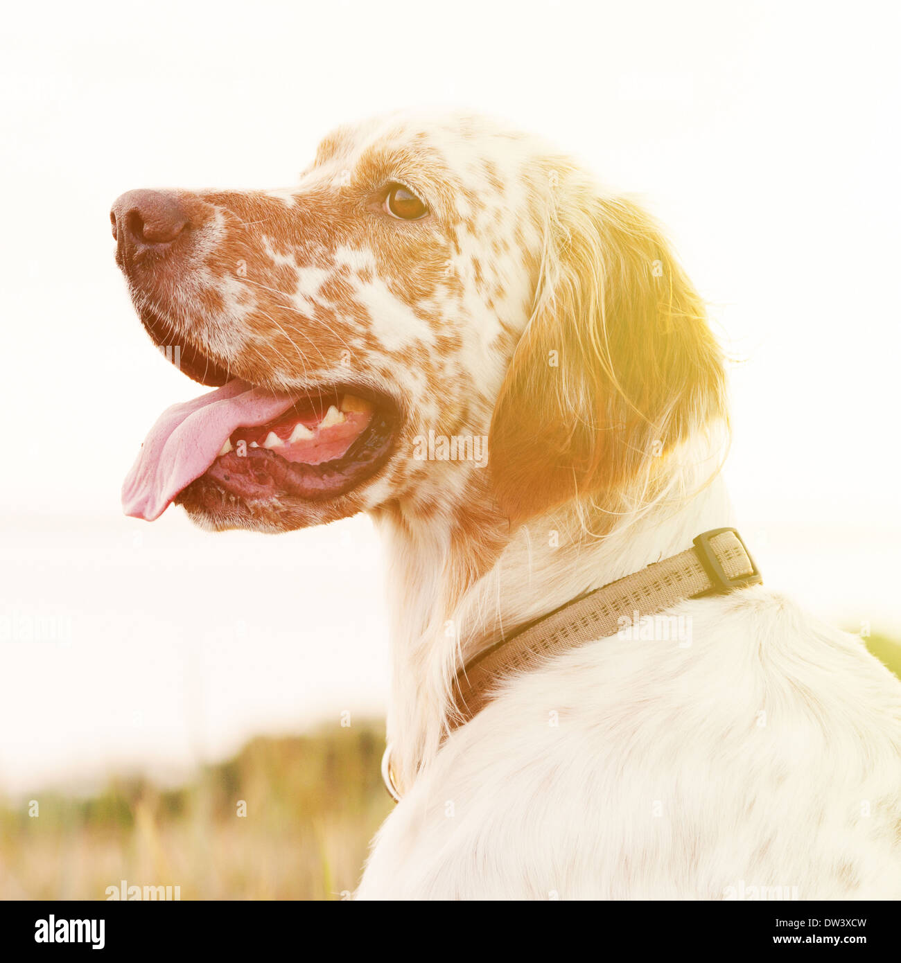 English setter hi-res stock photography and images - Alamy