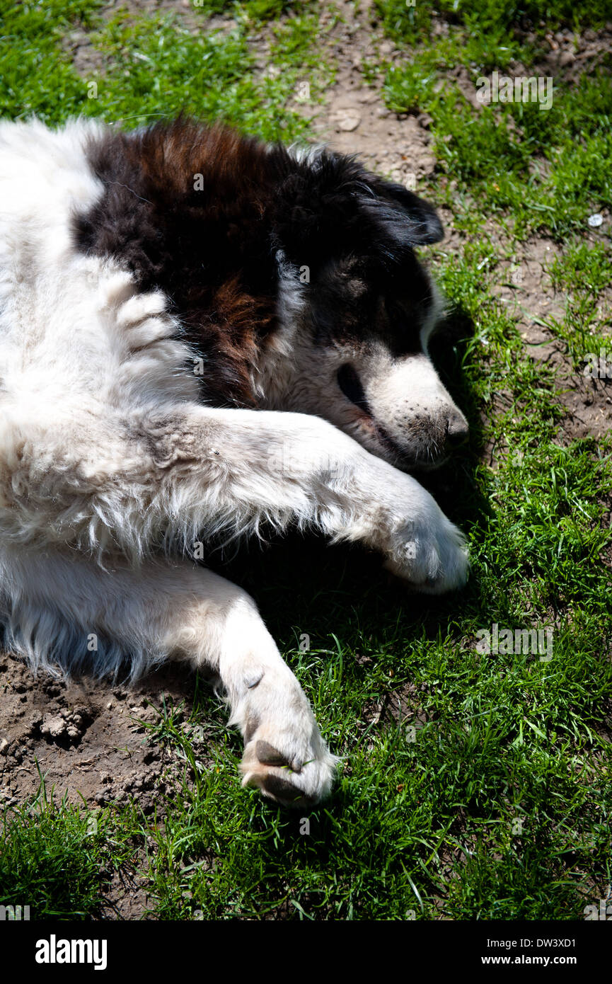 Carpathian shepherd dog Stock Photo - Alamy