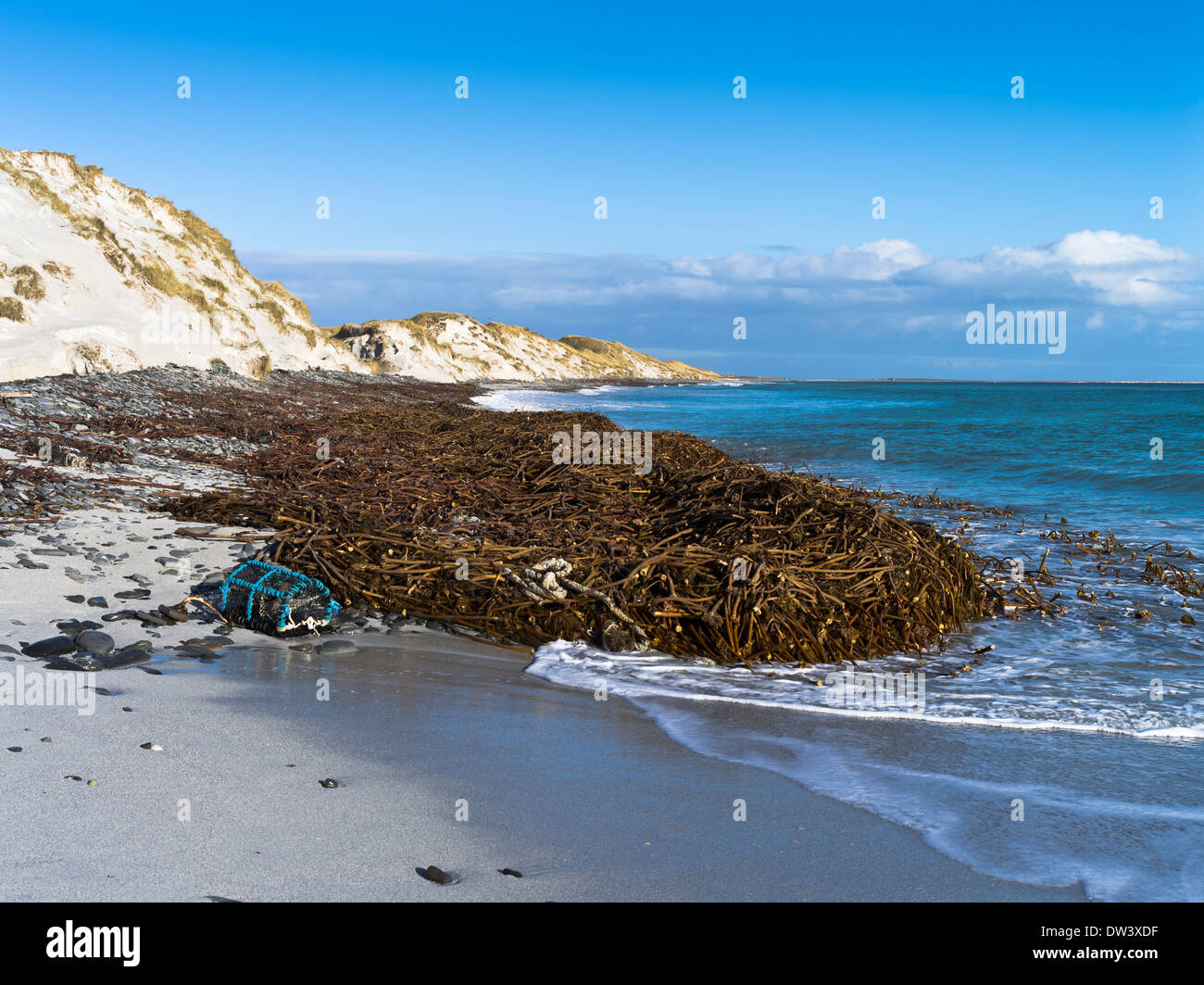 dh Newark Bay SANDAY ORKNEY Kelp beach creel and sand dunes seaweed ...