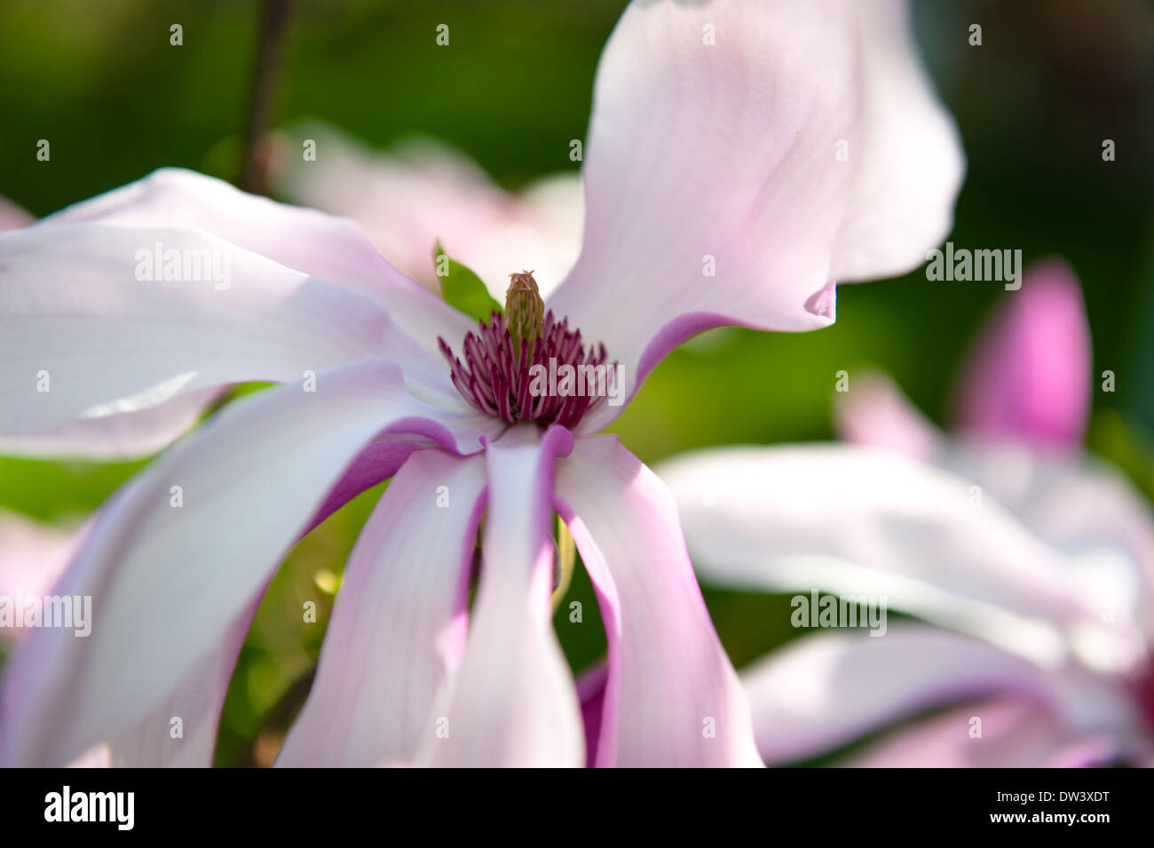 White magnolia flowers top view hi-res stock photography and images - Alamy