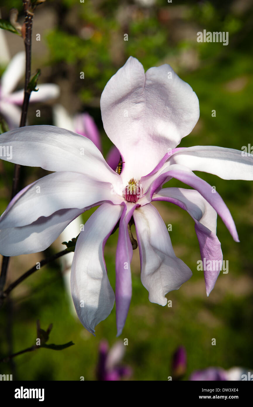 White magnolia flowers top view hi-res stock photography and images - Alamy