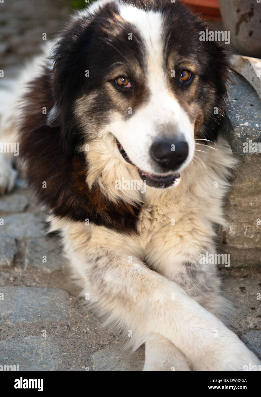 Carpathian shepherd hi-res stock photography and images - Alamy