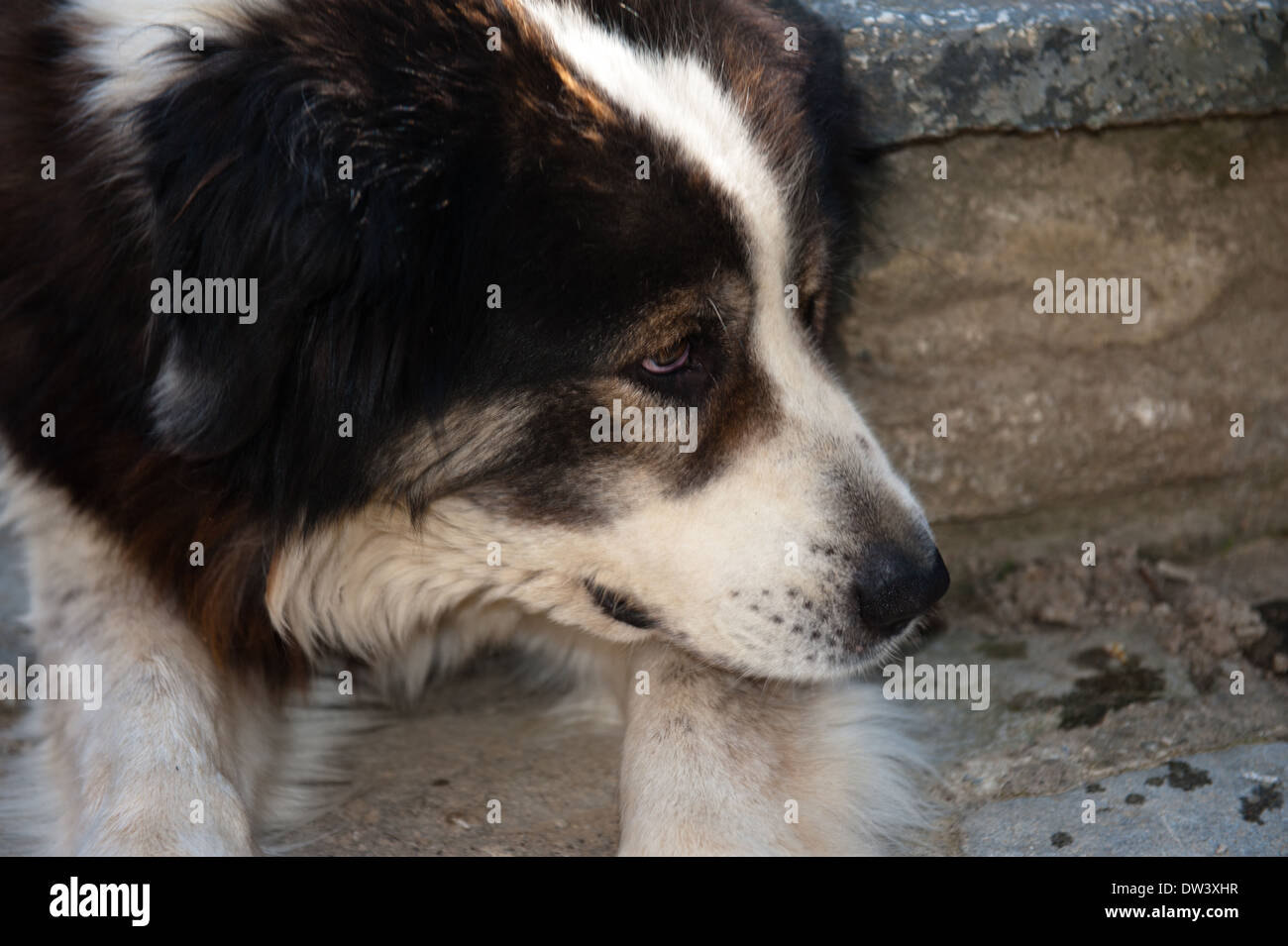 Carpathian shepherd dog Stock Photo - Alamy