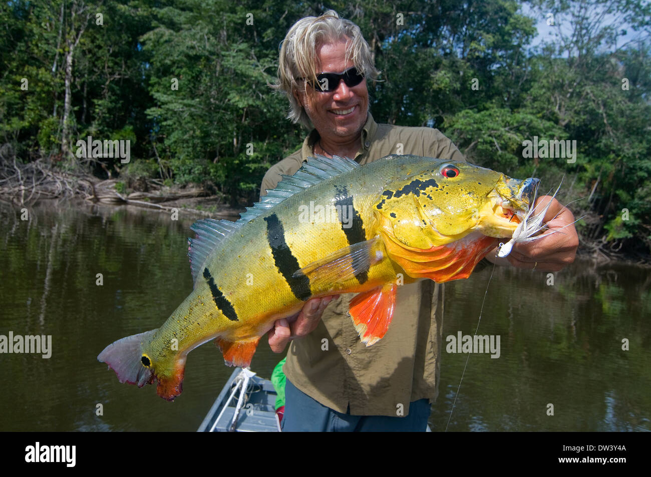 An angler lifts a big peacock bass caught on a white jig in one of the ...