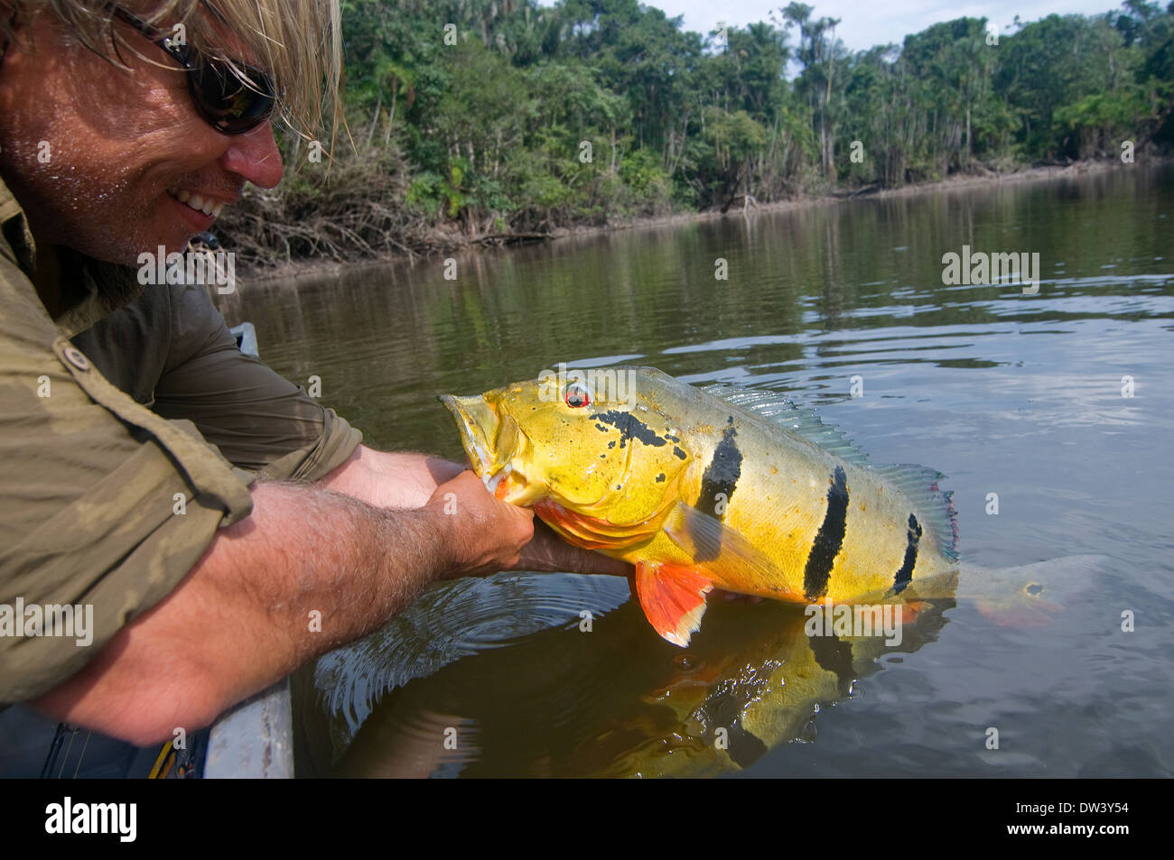 An angler releases a big peacock bass caught in one of the lagoons in ...
