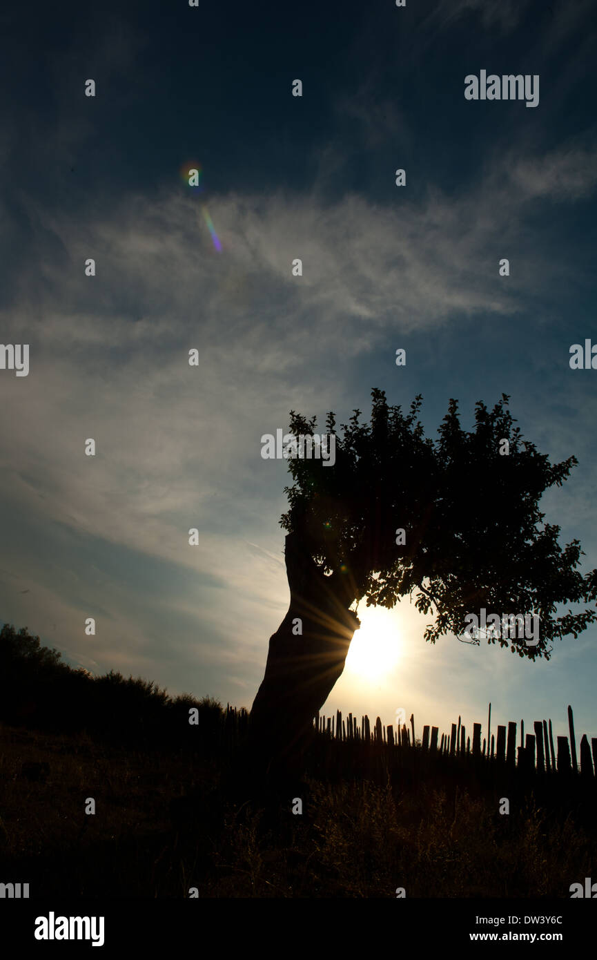 Tree at sunset Stock Photo - Alamy