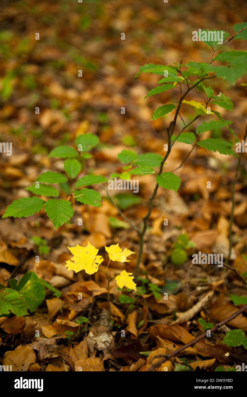 Small tree in the forest in the fall Stock Photo - Alamy