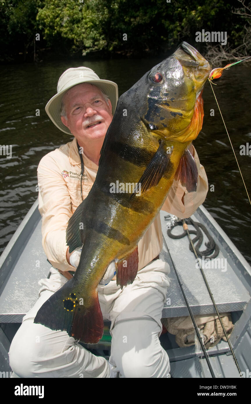 An angler admires a giant peacock bass caught on a colorful fly in one ...