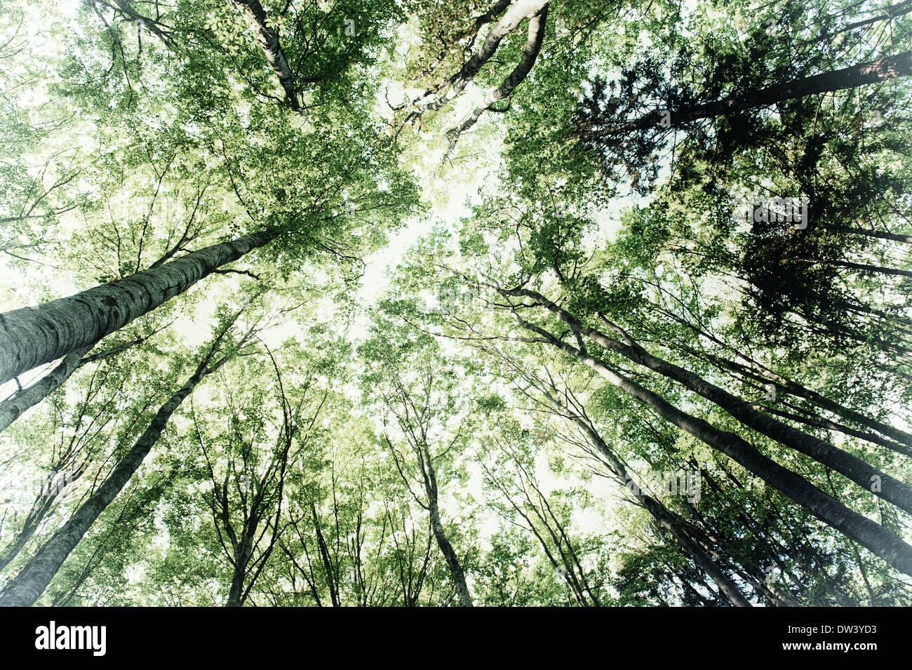 Trees in a forest Stock Photo - Alamy