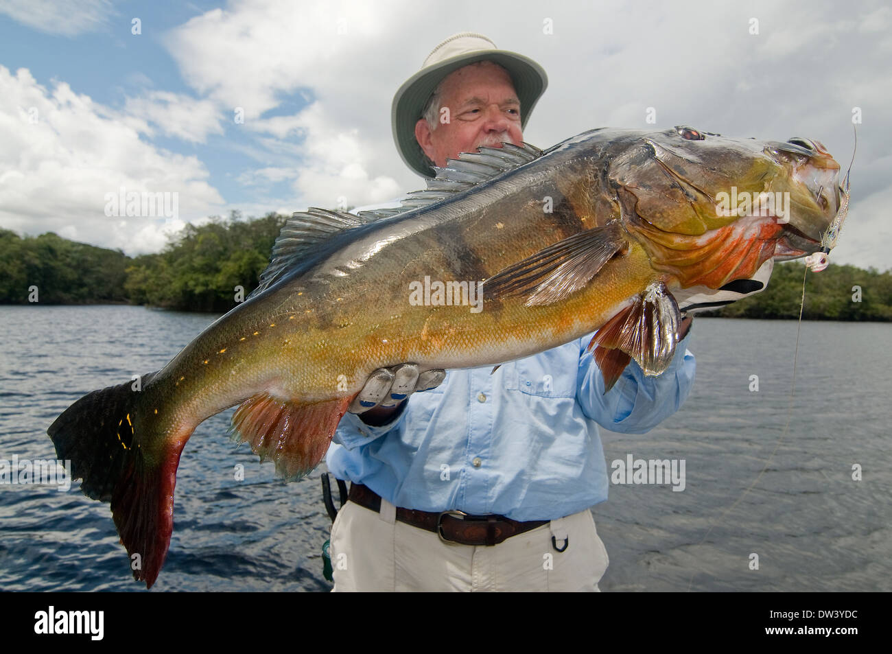 An angler admires a giant peacock bass caught on a white jig in one of ...
