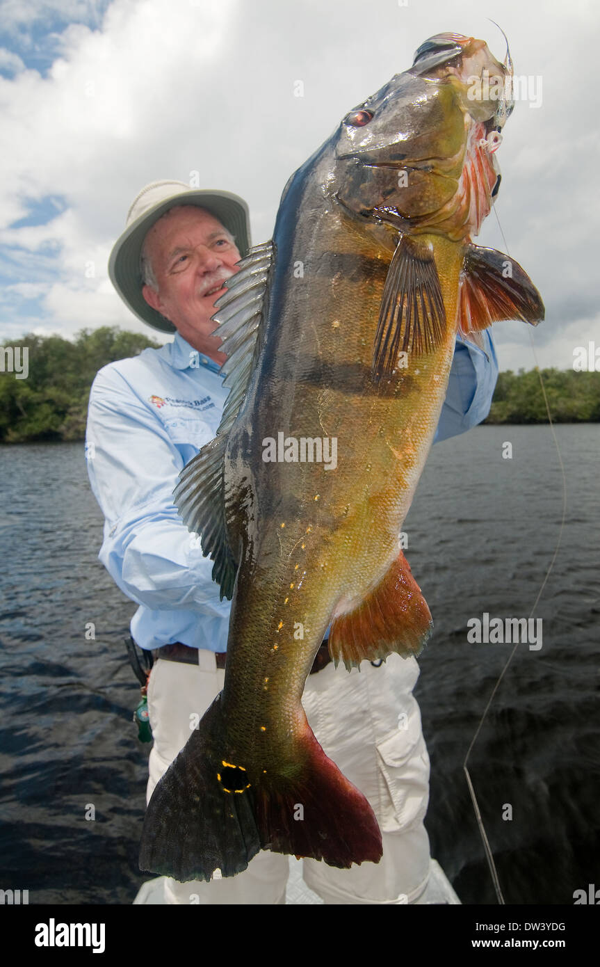 An angler admires a giant peacock bass caught on a white jig in one of ...
