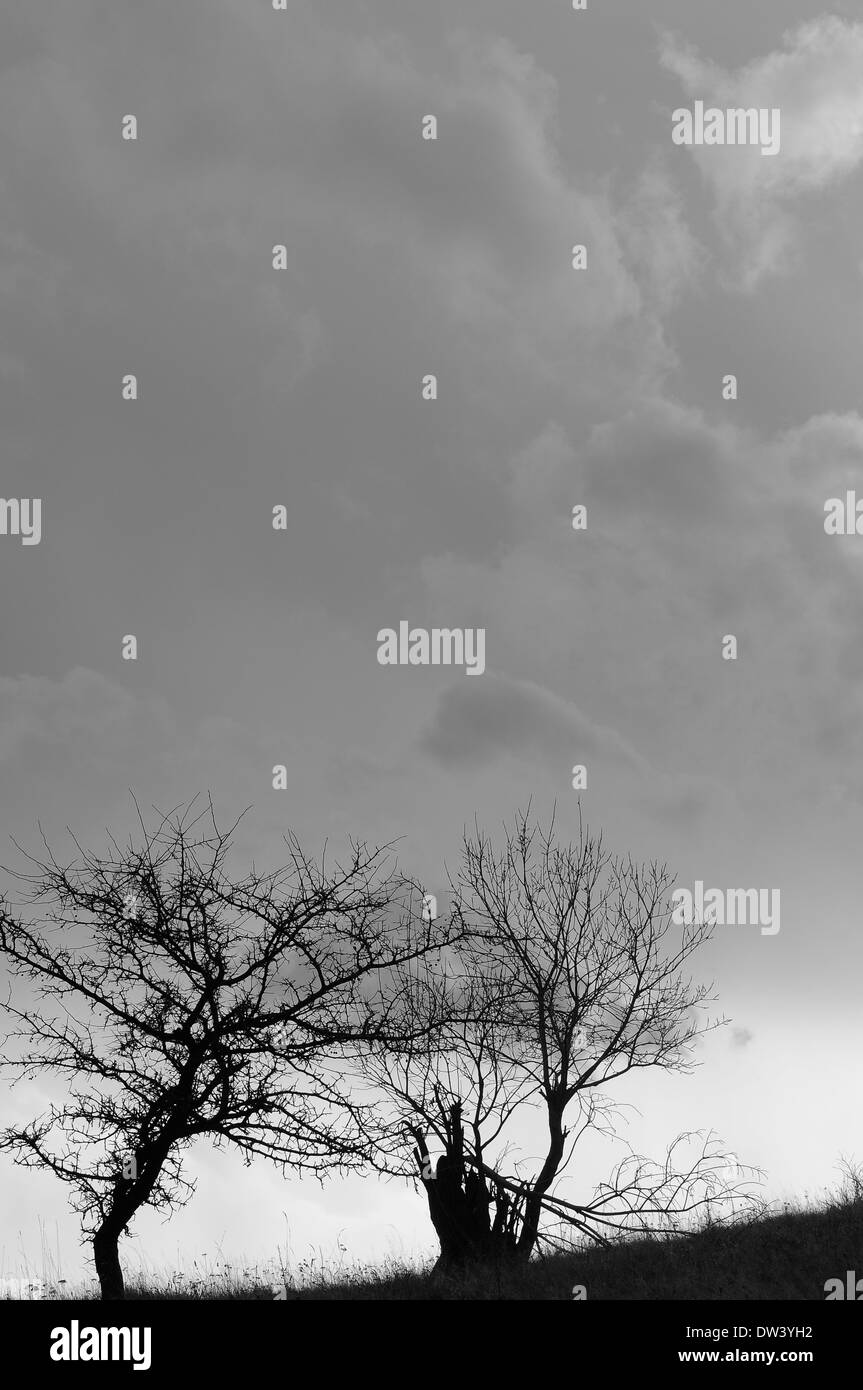 Vibrant spring trees Black and White Stock Photos & Images - Alamy