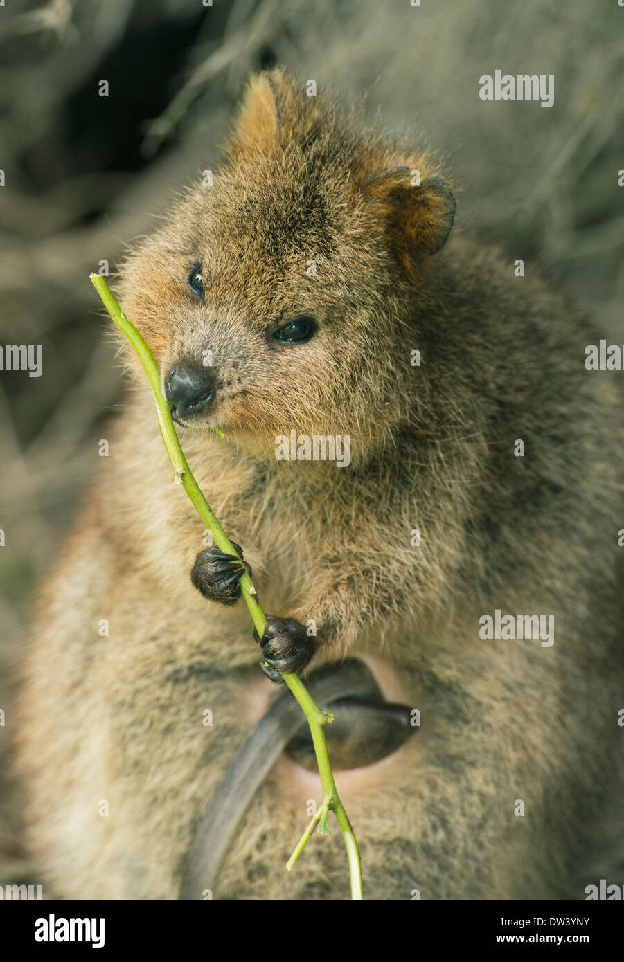 Rottnest quokka hi-res stock photography and images - Alamy