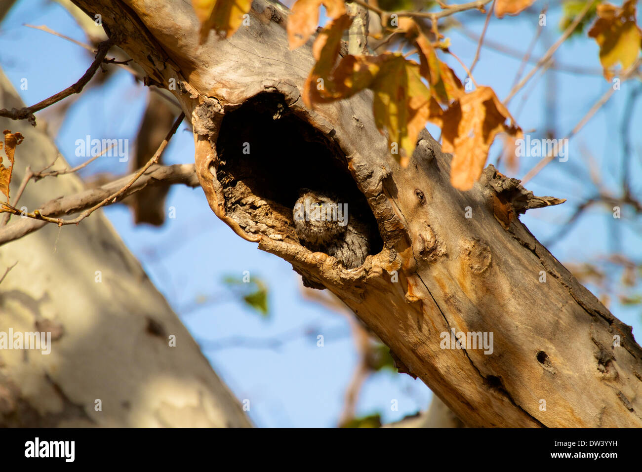 Western Screech Owl (Megascops kennicottii) resting in a hole of a ...