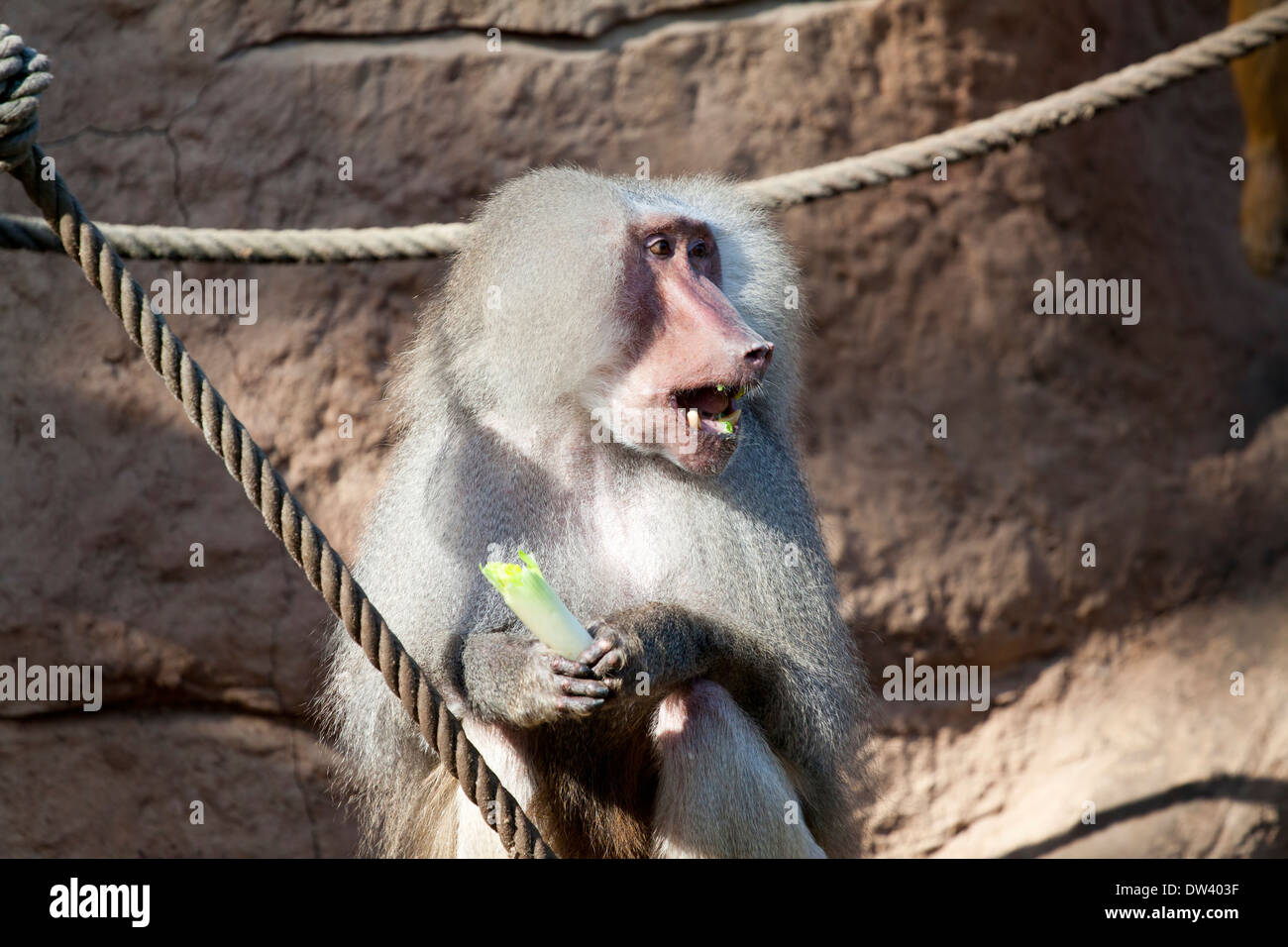 Portrait of friendly baboon Stock Photo - Alamy